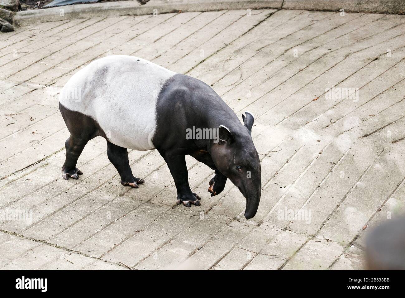 Black and white Tapir or Tapirus indicus endangered species living in ...