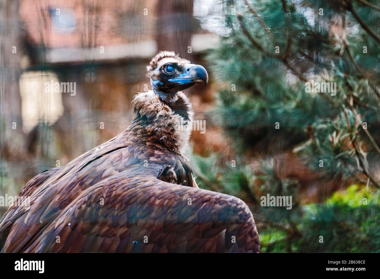 Big bird Griffon scavenger with blue eyes Stock Photo - Alamy