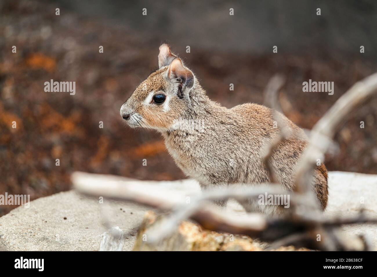 Rabbit patagonia hi-res stock photography and images - Alamy