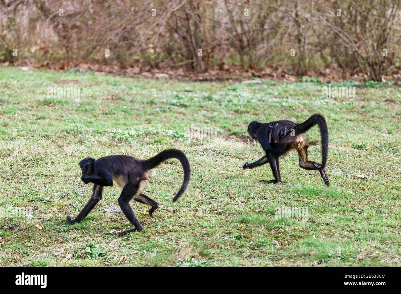 running funny black ape monkey Stock Photo - Alamy