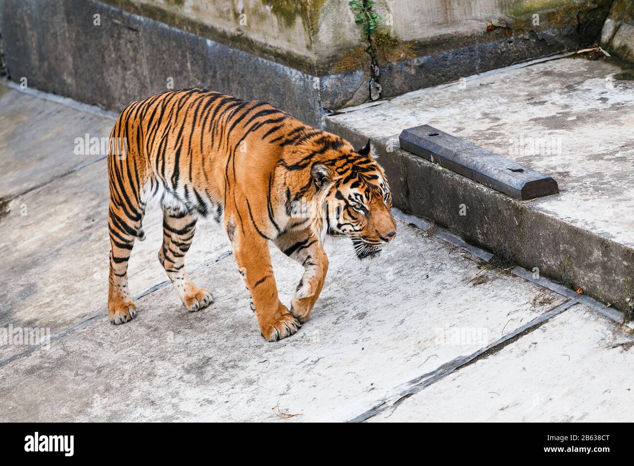Walking sumatran tiger panthera tigris hi-res stock photography and ...