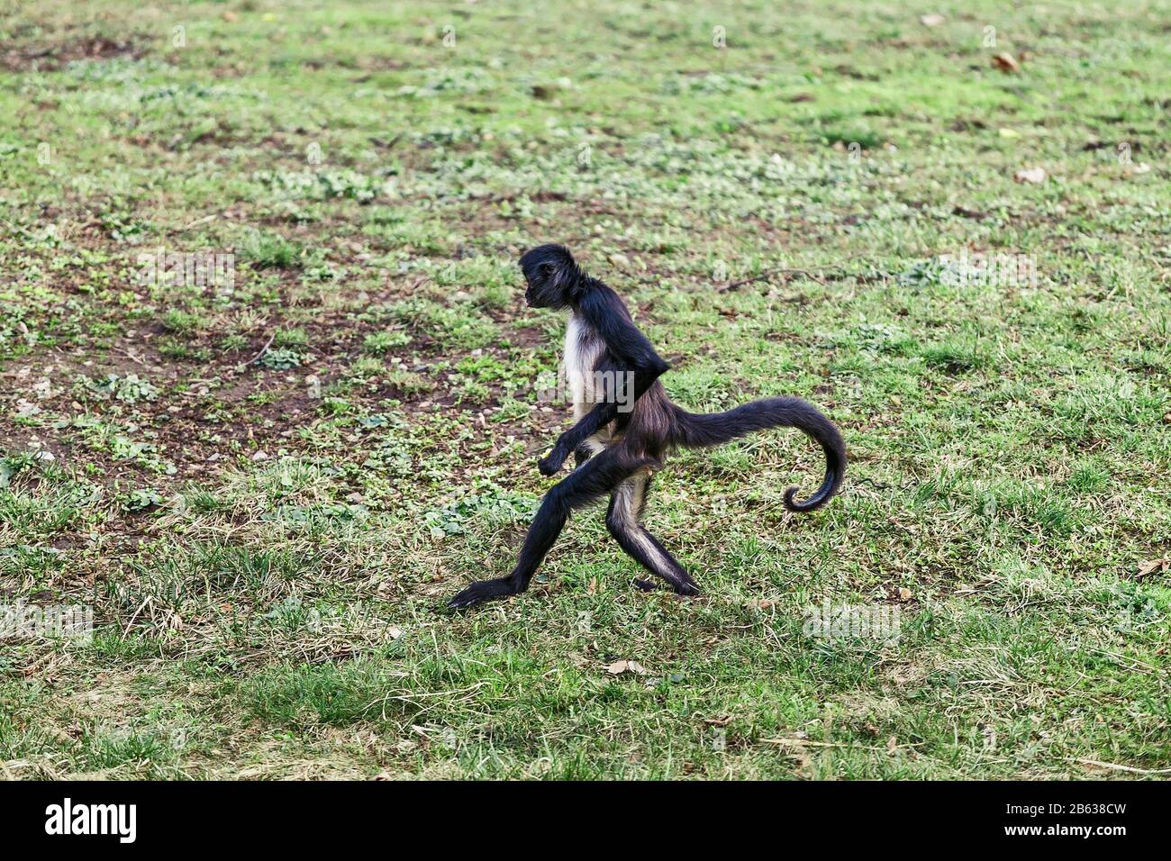 running funny black ape monkey Stock Photo - Alamy
