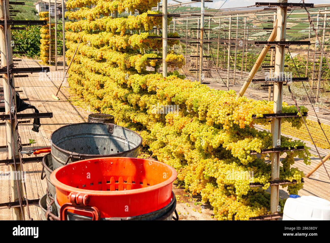 Vine solution hi-res stock photography and images - Alamy