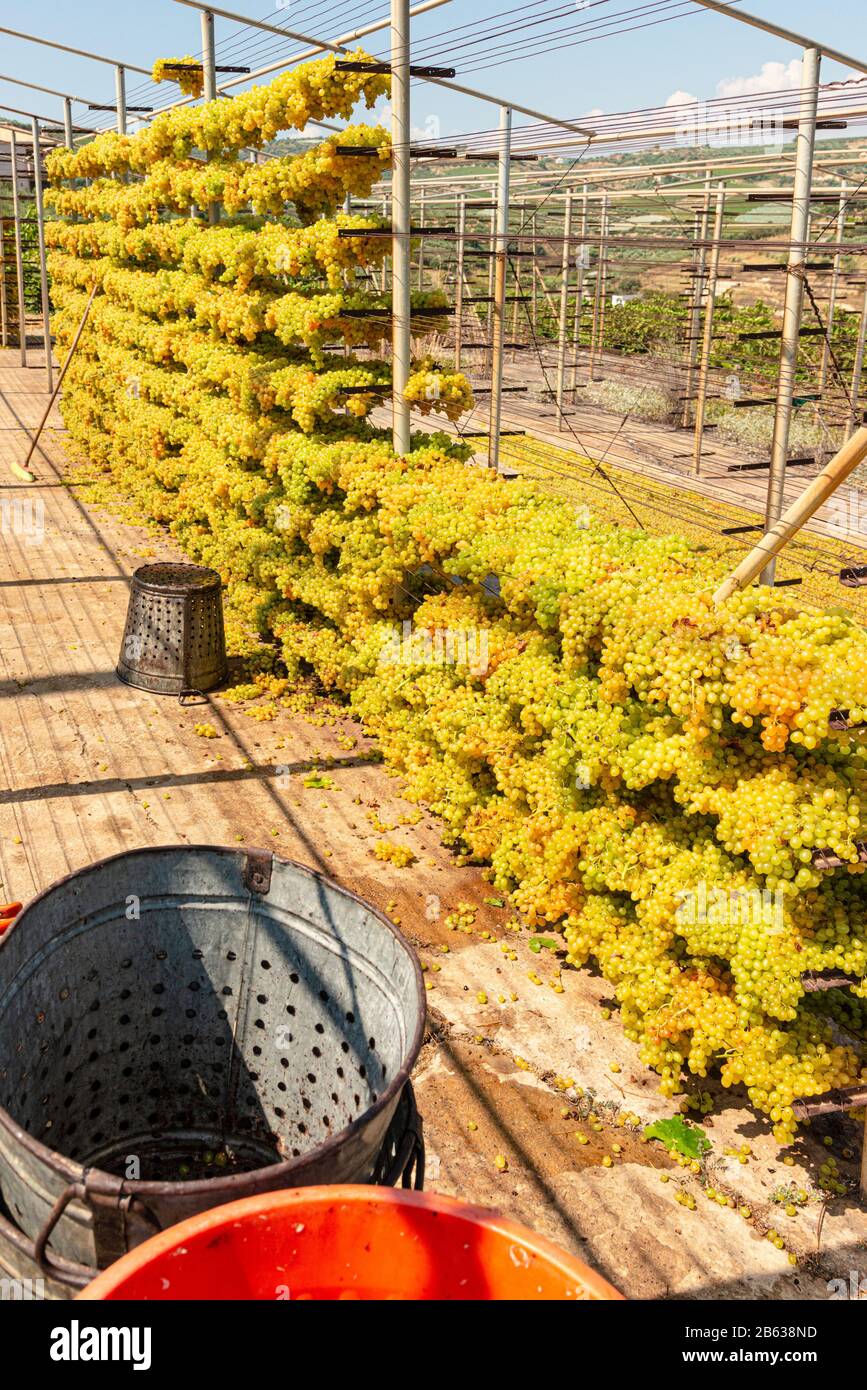 Grapes farming hi-res stock photography and images - Alamy