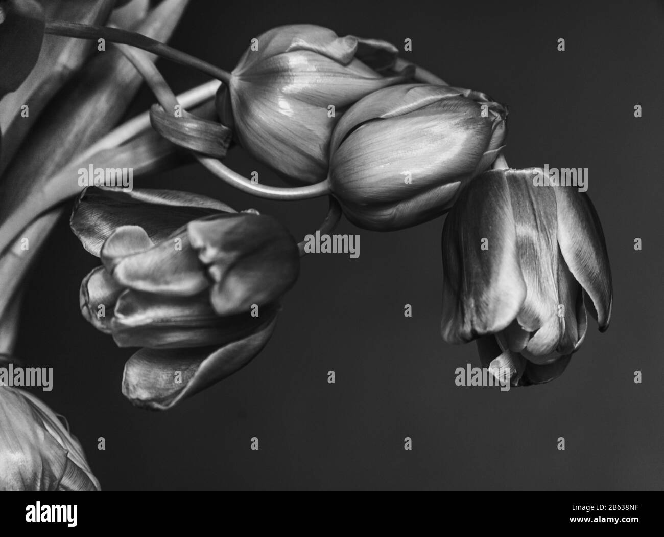 Hyperrealism hi-res stock photography and images - Alamy