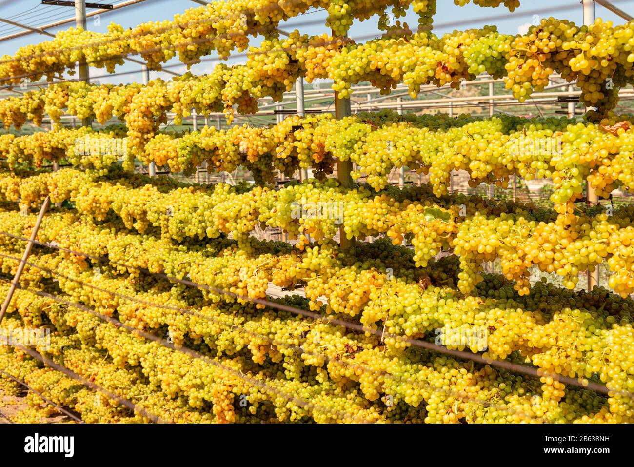 Grapes farming sun hi-res stock photography and images - Alamy