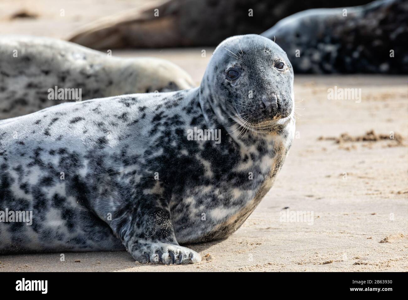 Seals on shore at norfolk hi-res stock photography and images - Alamy