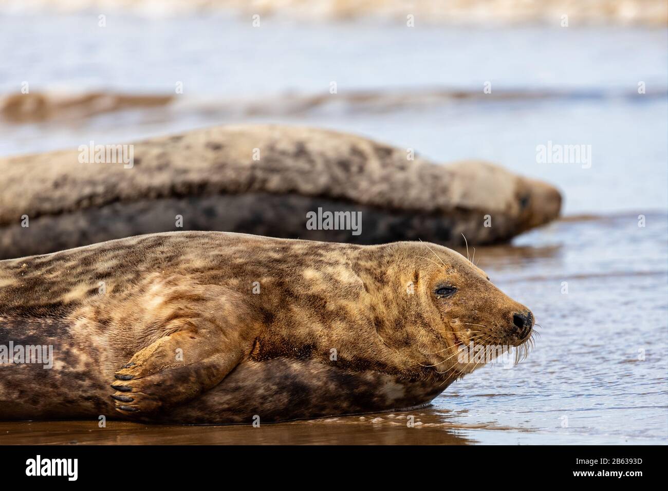 Smiling seals hi-res stock photography and images - Alamy