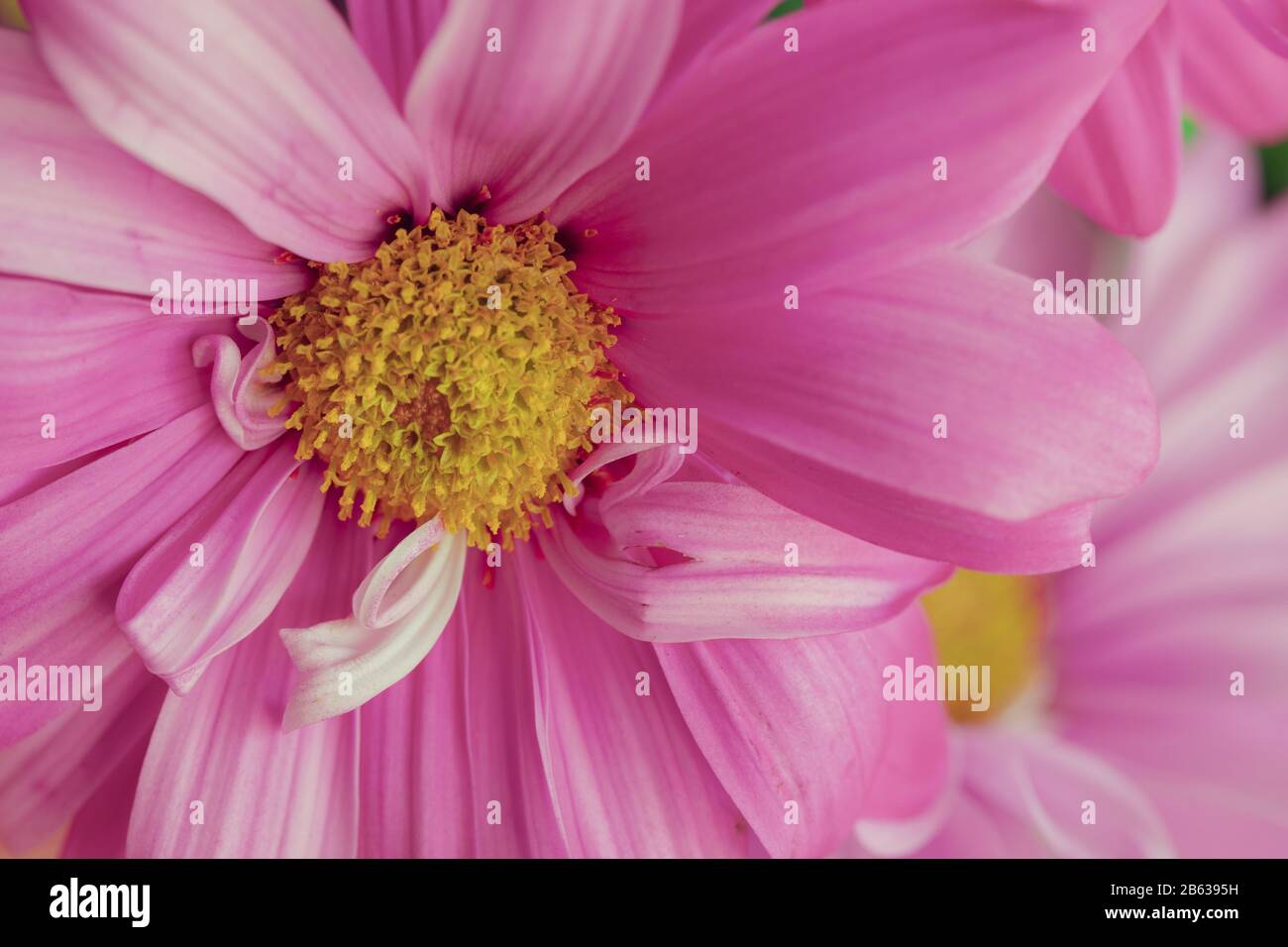 Shape daisy hi-res stock photography and images - Alamy