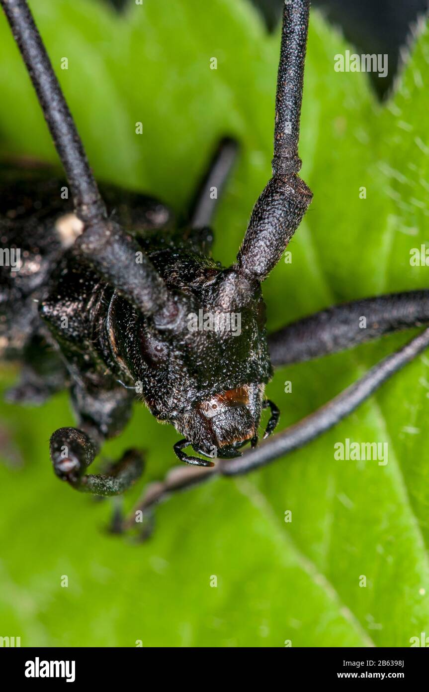 Long horned beetle monochamus hi-res stock photography and images - Alamy