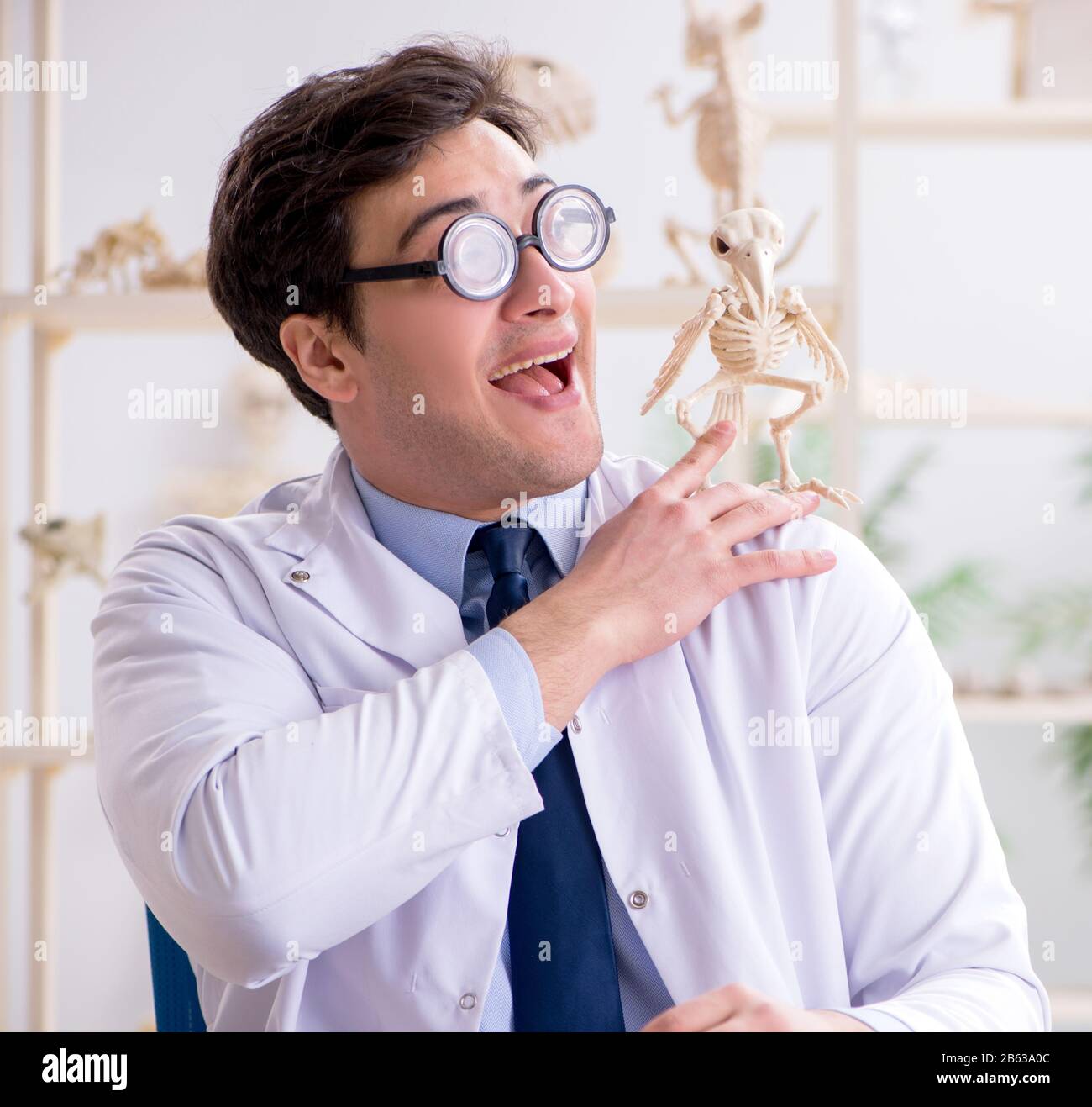 The funny crazy professor studying animal skeletons Stock Photo - Alamy