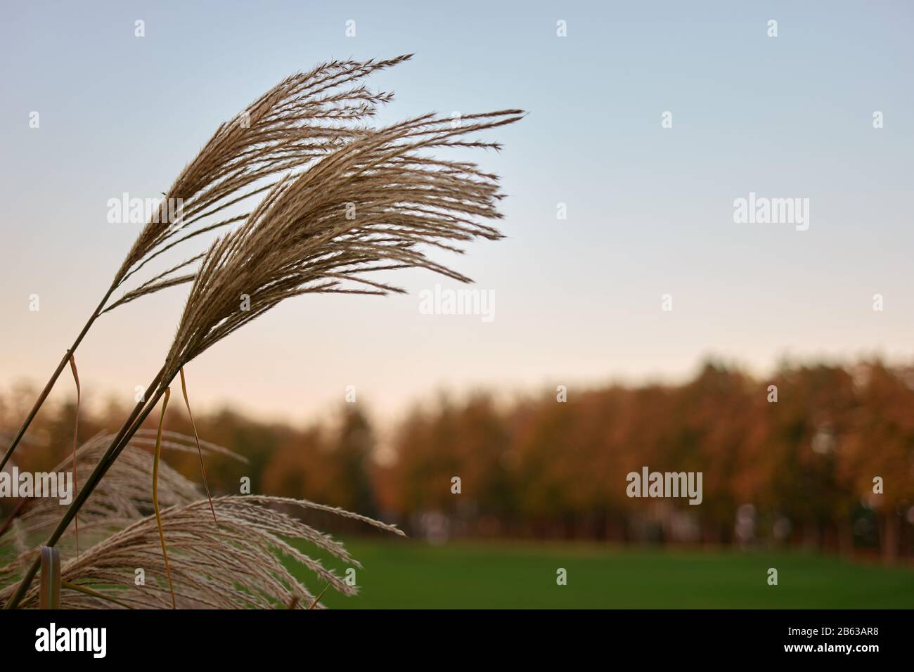 Unique grass hi-res stock photography and images - Alamy