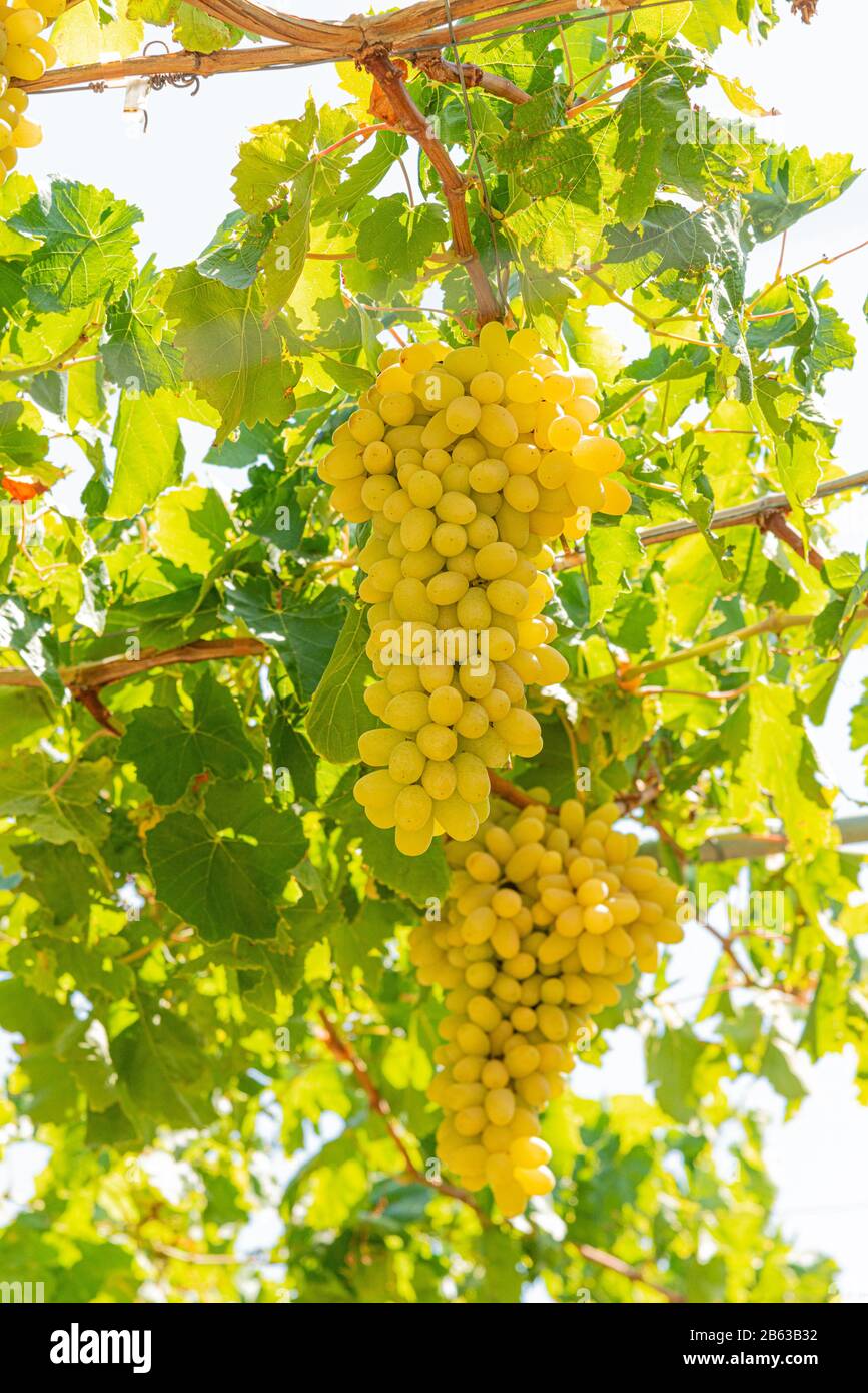 Vines with ripe juicy Mediterranean Rozaki and Soultami grapes ready to ...