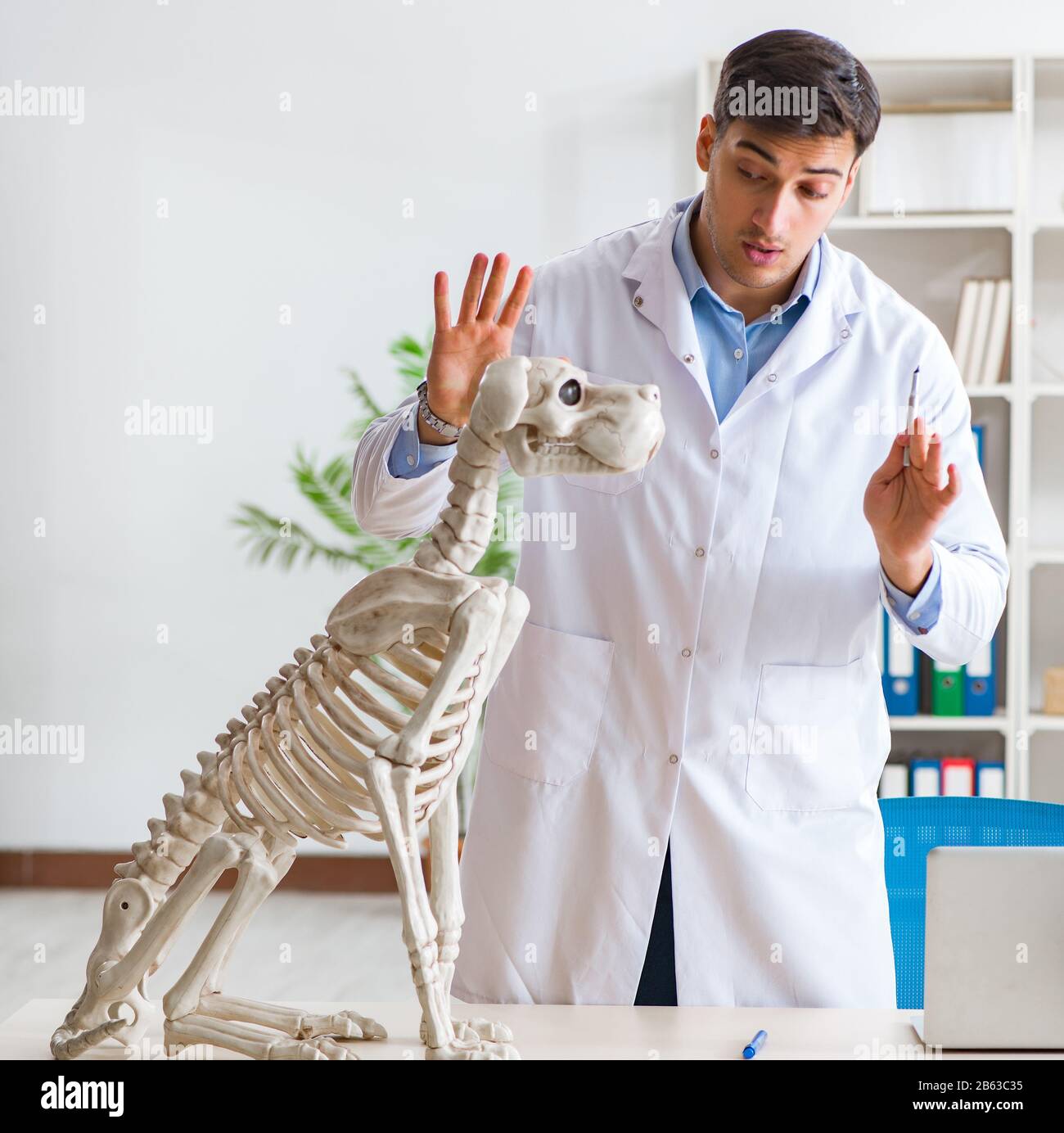 The doctor vet practicing on dog skeleton Stock Photo - Alamy