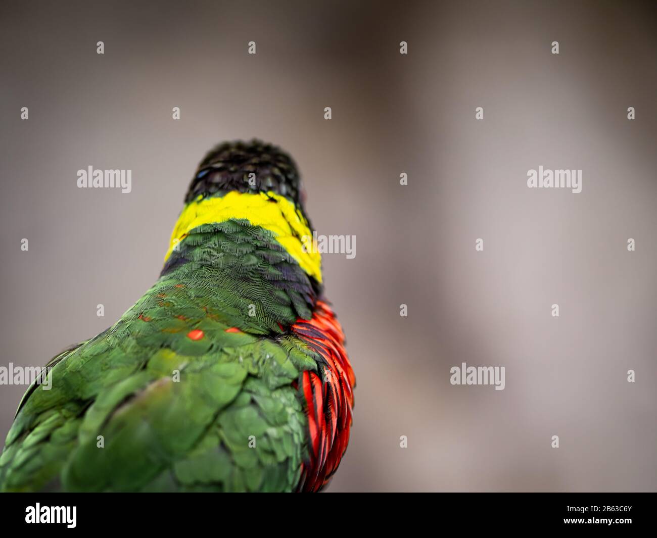 Rainbow plumage hi-res stock photography and images - Alamy
