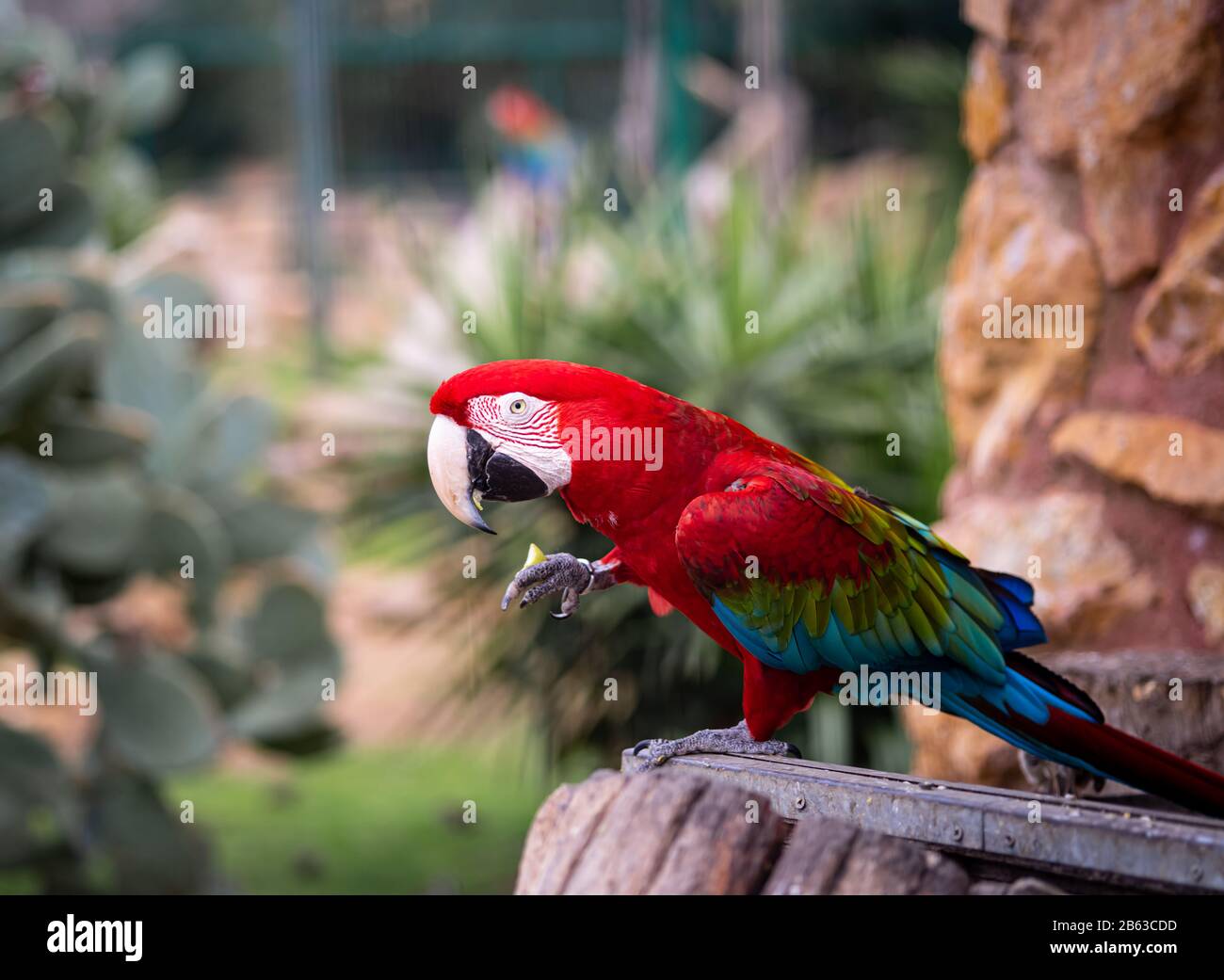 A Beautiful Red and Green Macaw Eats Some Fruit Stock Photo - Alamy