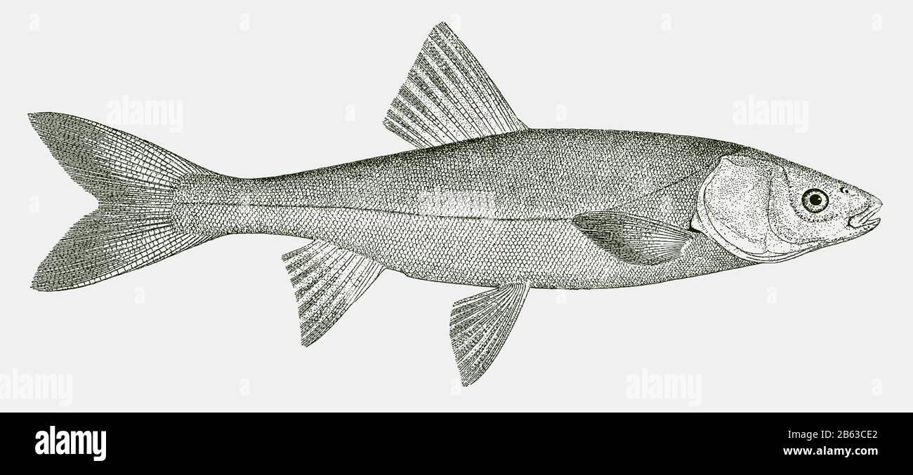 Sacramento blackfish hi-res stock photography and images - Alamy