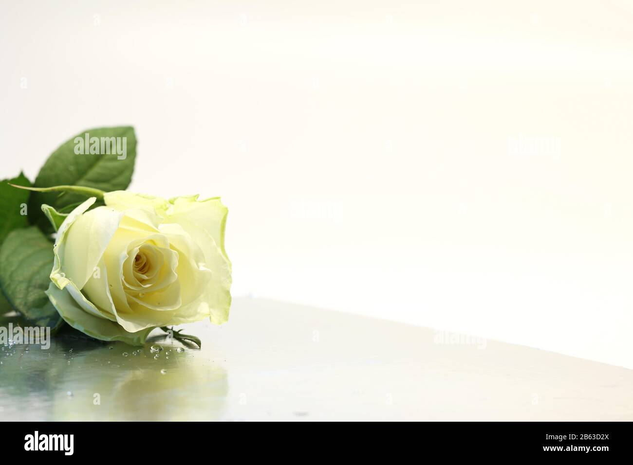 Single flower, celebration Stock Photo - Alamy