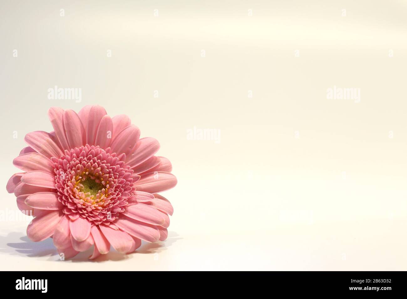 Single flower, celebration Stock Photo - Alamy