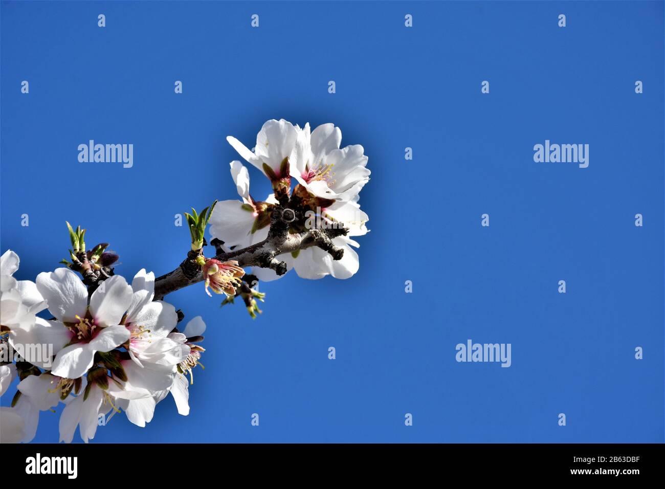 Almond picker hi-res stock photography and images - Alamy