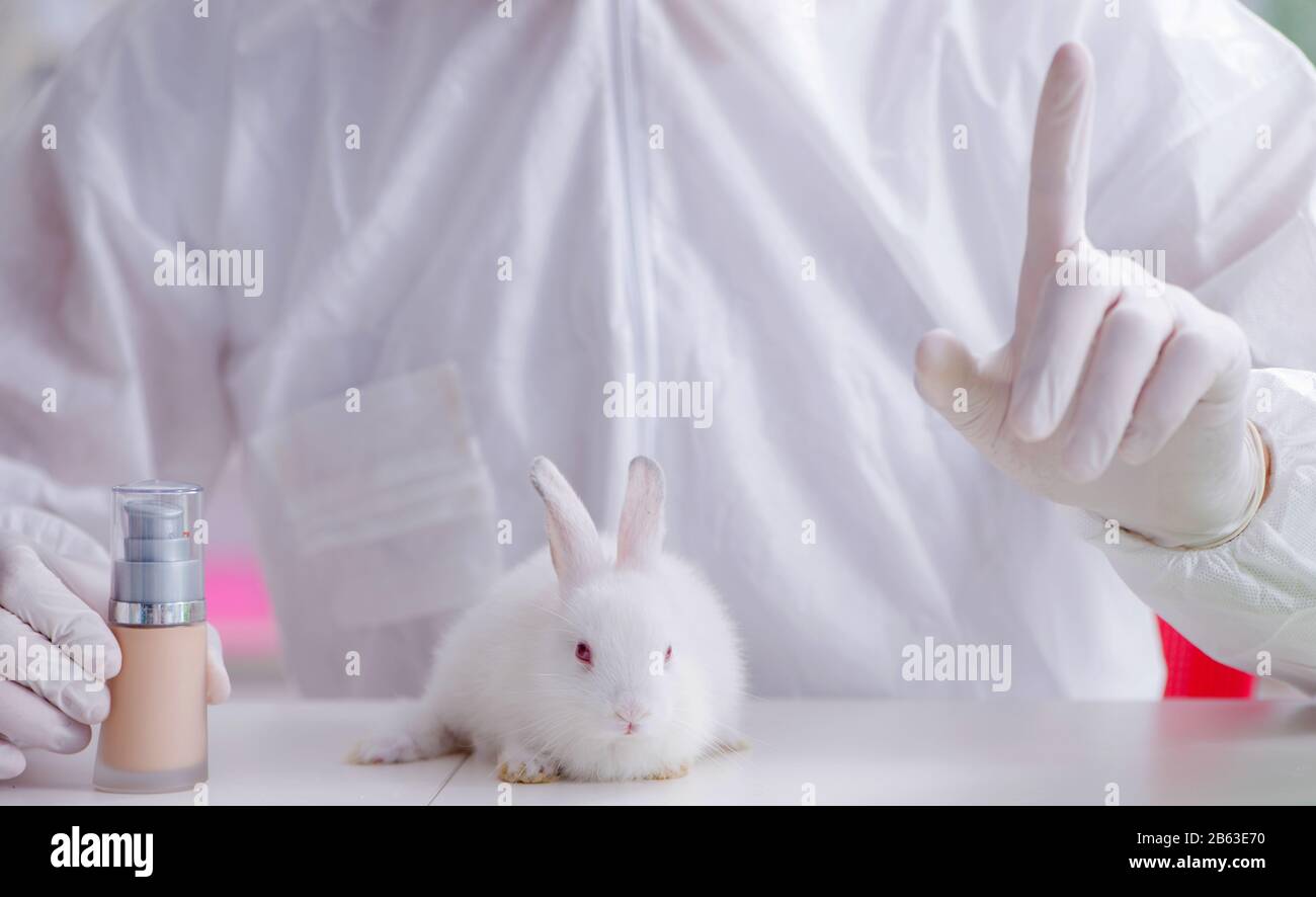 The scientist doing animal experiment in lab with rabbit Stock Photo ...
