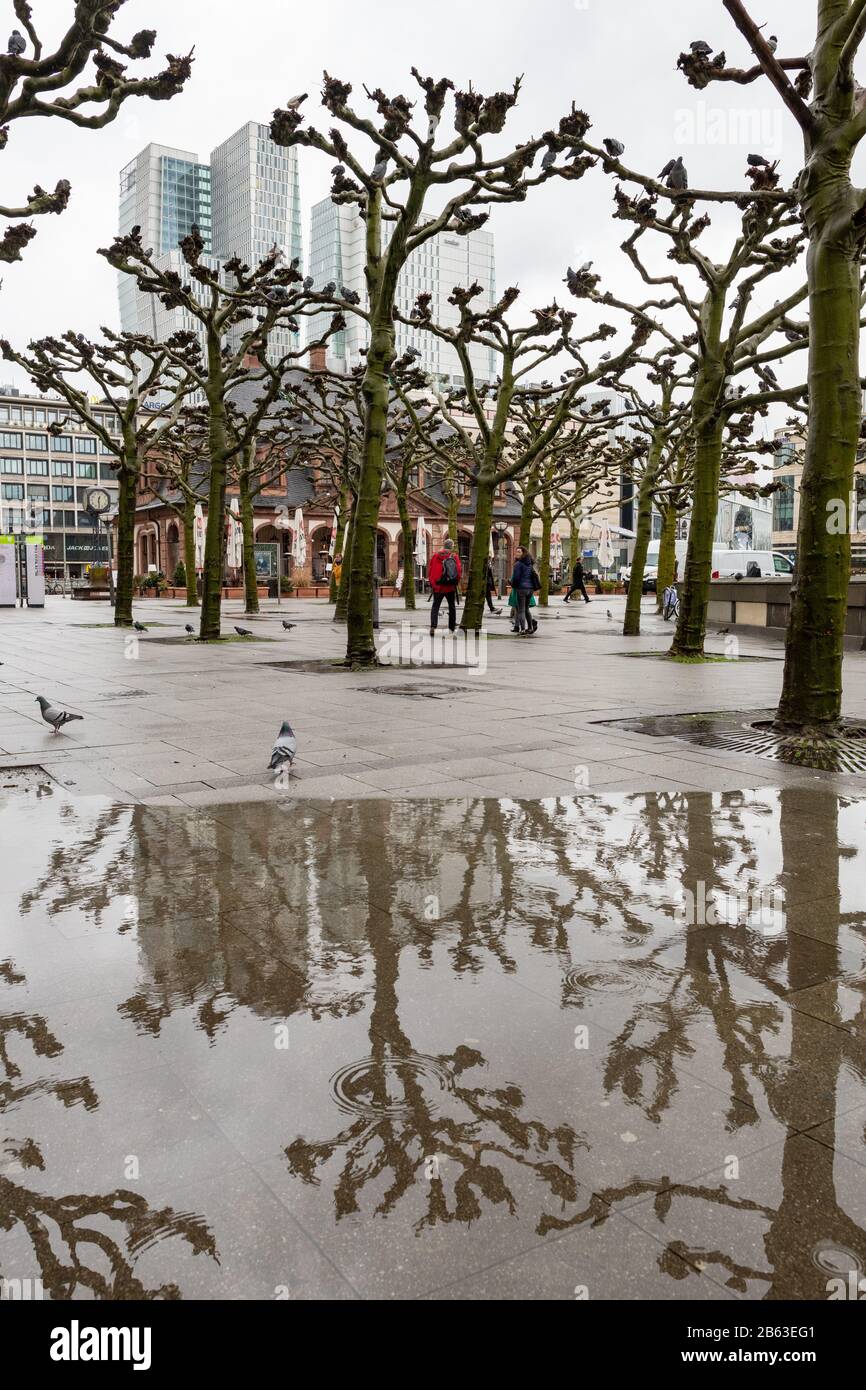 Pollarded plane trees in winter, Hauptwache plaza, Frankfurt, Germany ...