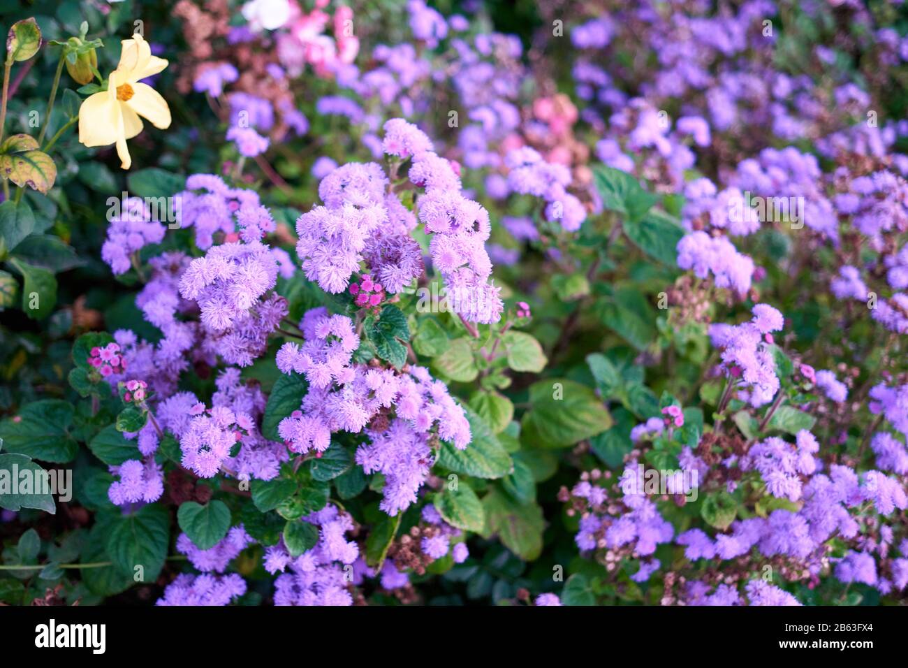 Many aster flowers leaves hi-res stock photography and images - Alamy
