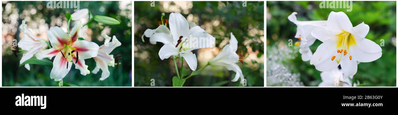 Collage of three photos with white Lily flowers Stock Photo - Alamy