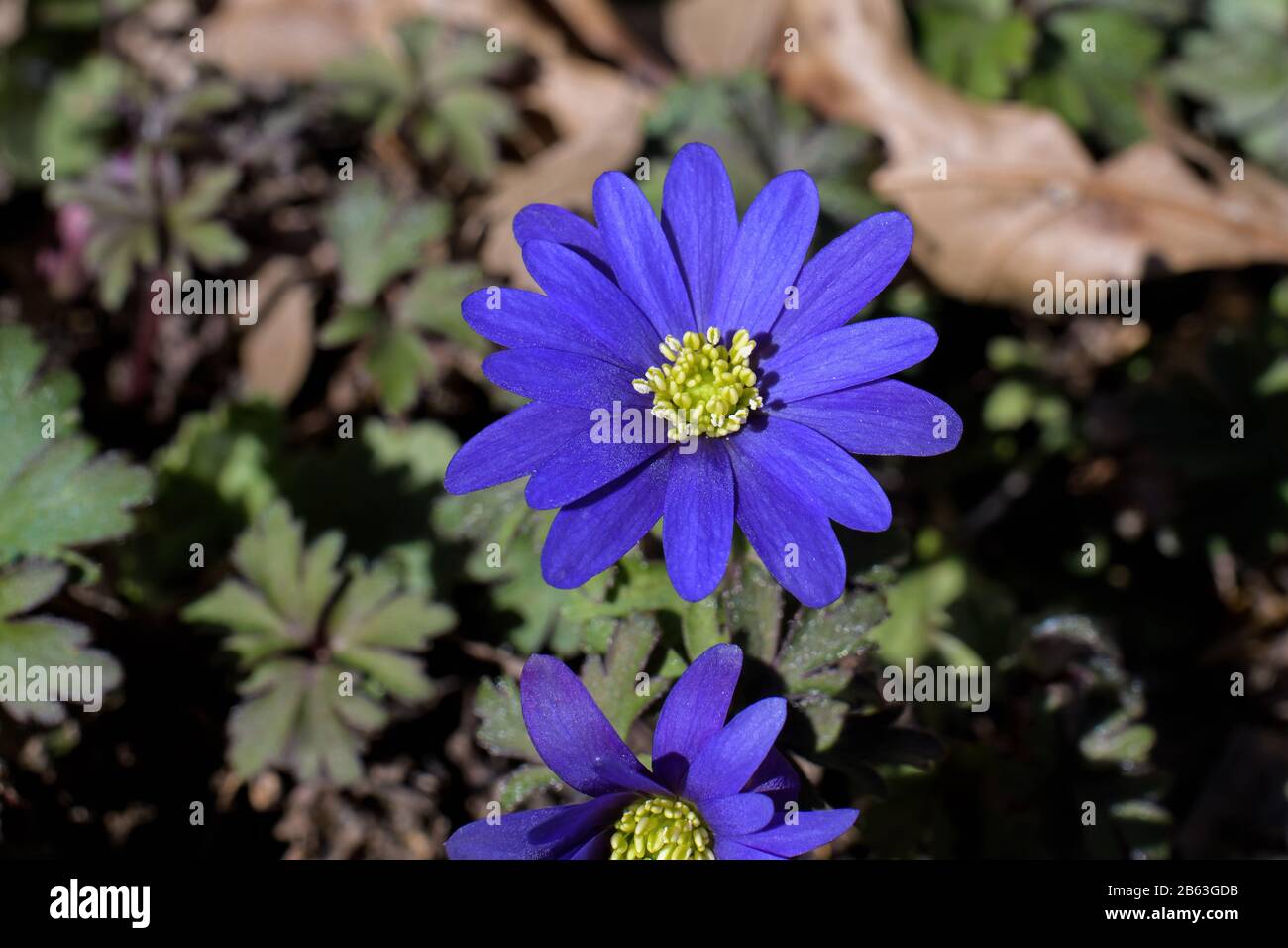 Anemone or winter windflower in garden. It is a species of flowering ...