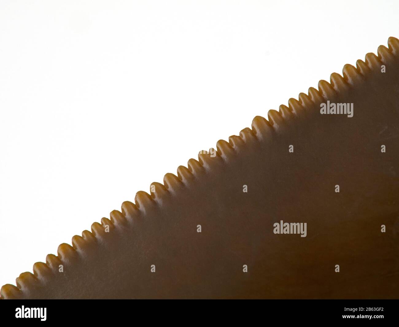 Edge of a very well preserved fossil megalodon shark tooth ...