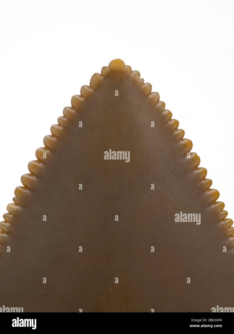 Tip of a very well preserved fossil megalodon shark tooth (Carcharocles ...