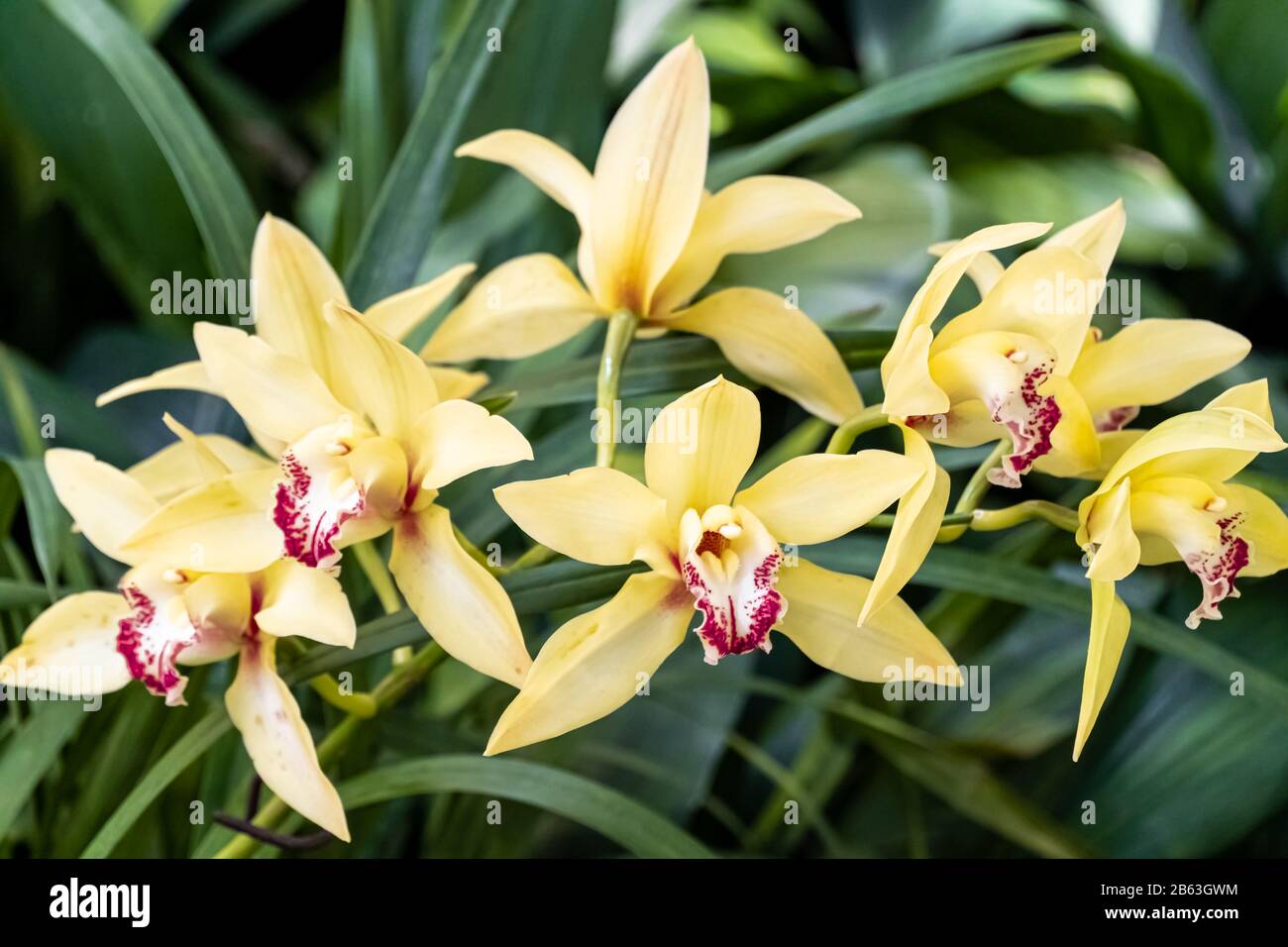 Phaius Orchid. Beautiful yellow orchid blooming close up view Phaius ...