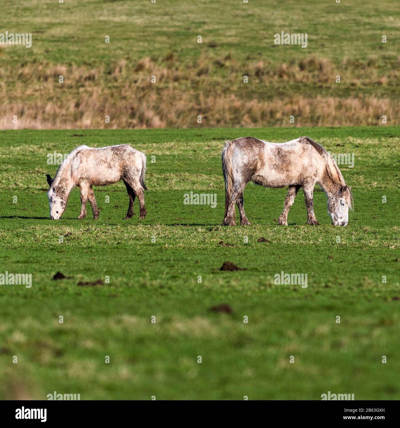 Bodmin Ponies grazing on Bodmin Moor in Cornwall Stock Photo - Alamy