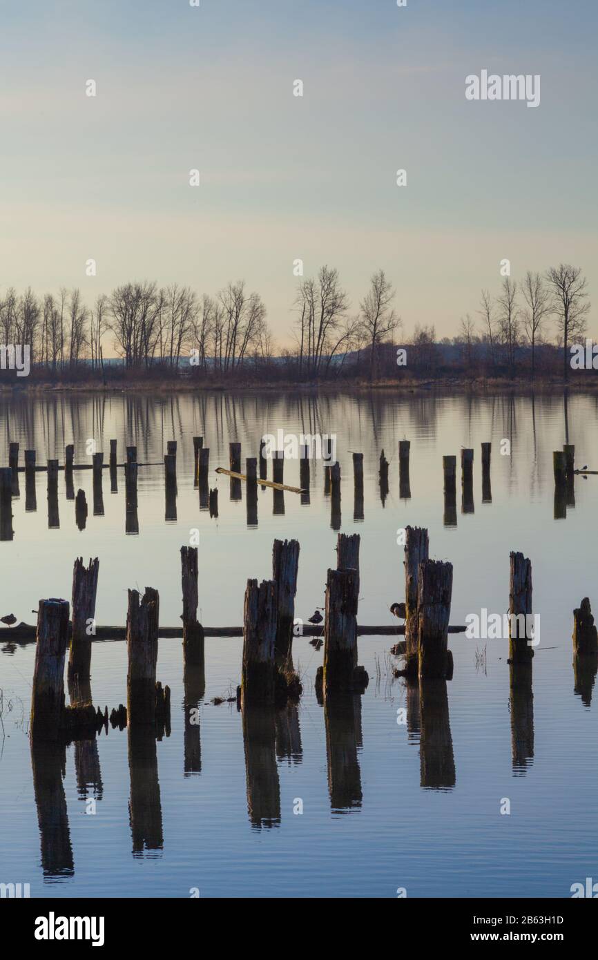 Logs floating in water hi-res stock photography and images - Alamy