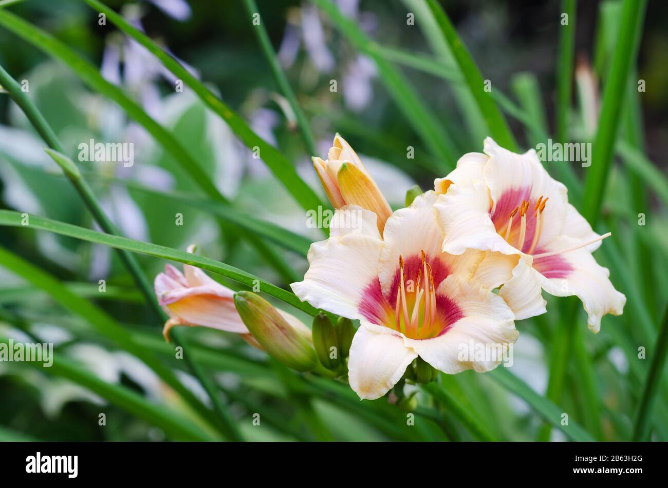 Beautiful pink daylily in hi-res stock photography and images - Alamy