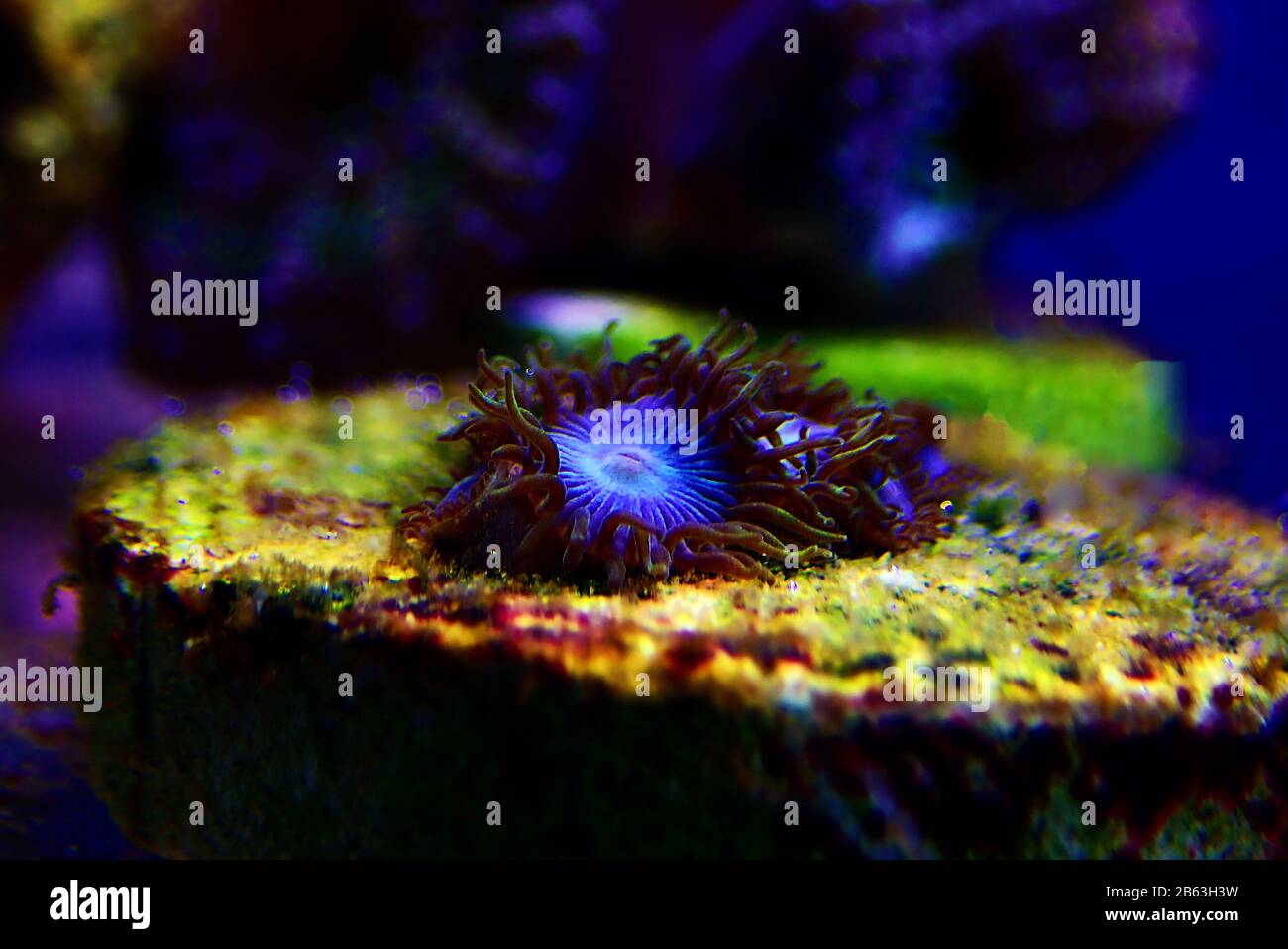 Blue smurf Caribbean zoathids - rare blue polyps colony coral Stock ...