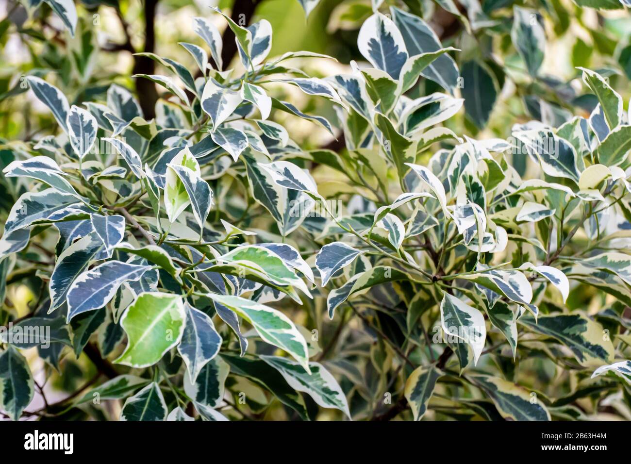 Cornus controversa variegata Tree. ornamental tree close up Stock Photo ...