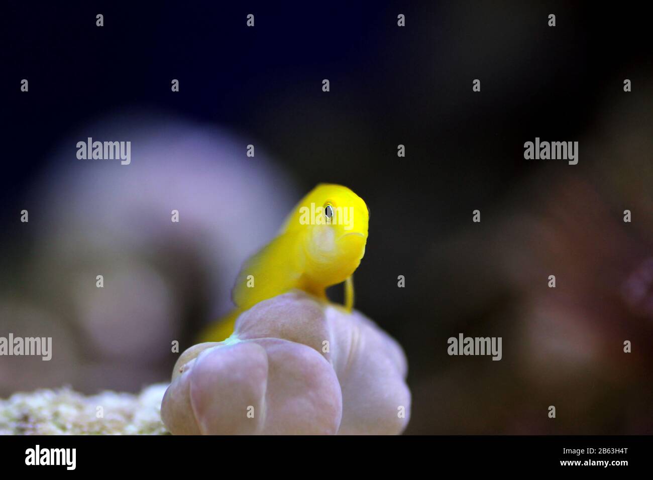 Yellow clown coral goby isolated in aquarium Stock Photo - Alamy