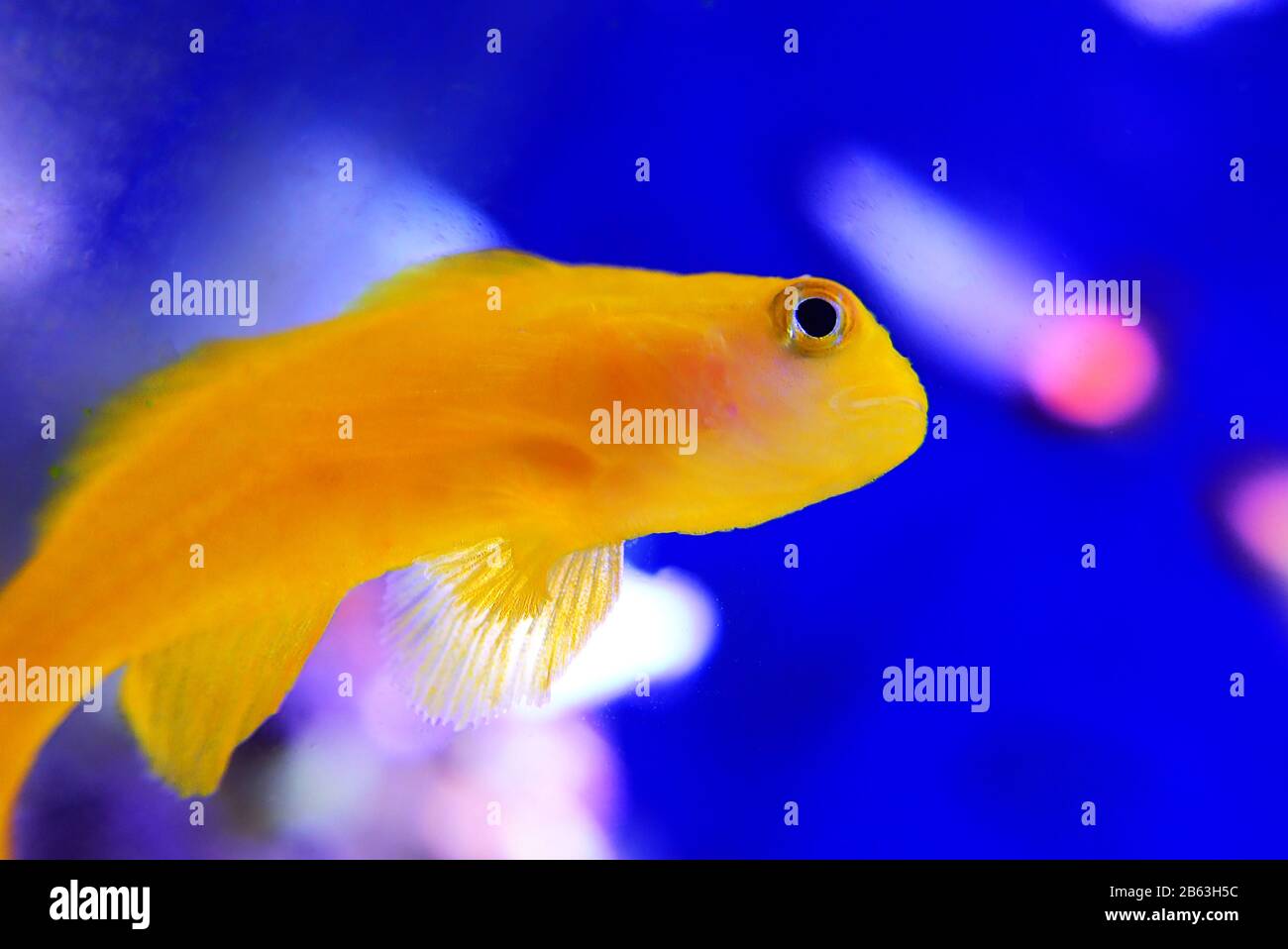 Yellow clown coral goby isolated in aquarium Stock Photo - Alamy