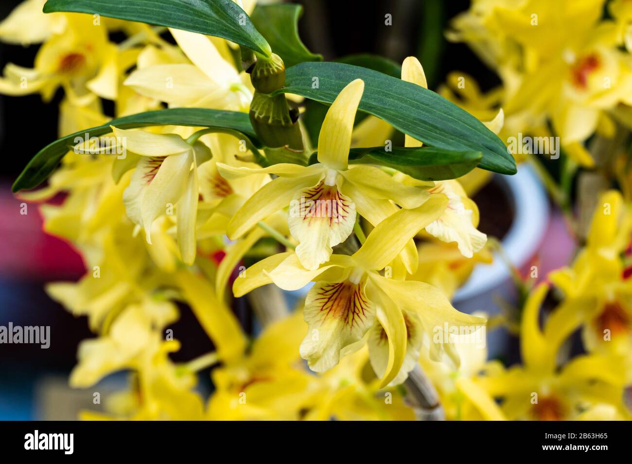 Dendrobiumorchid hi-res stock photography and images - Alamy