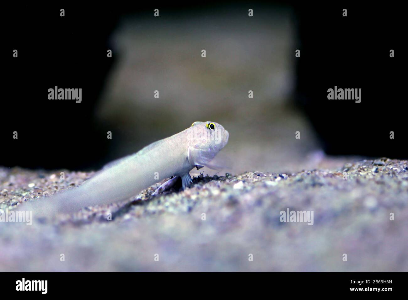 Sleeper Blue Dot Goby - (Valenciennea sexguttata Stock Photo - Alamy