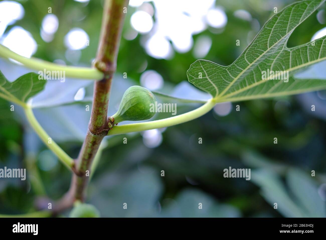 Fig tree fruit orchard hi-res stock photography and images - Alamy