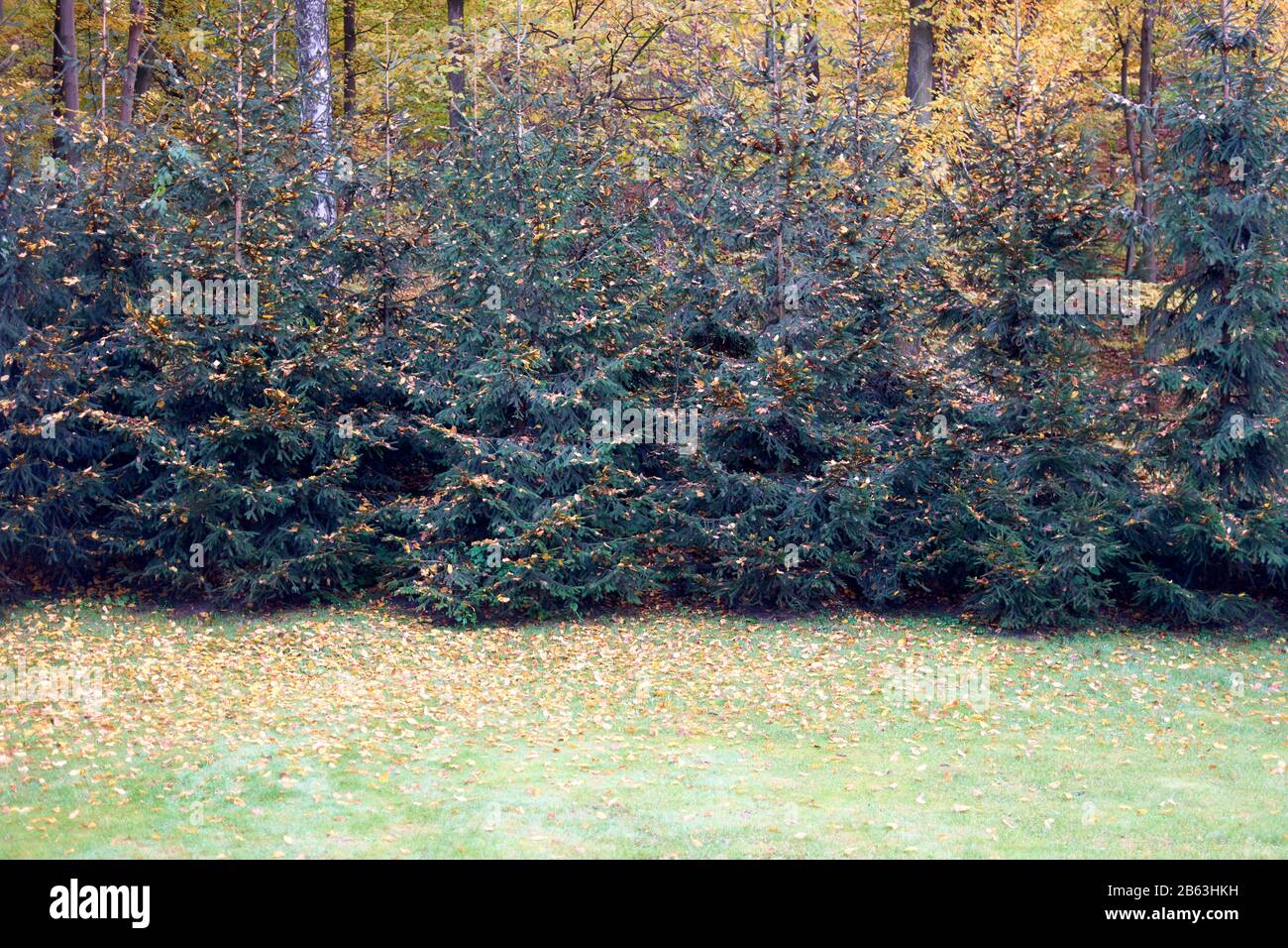 Pine tree foliage sharp needles hi-res stock photography and images - Alamy