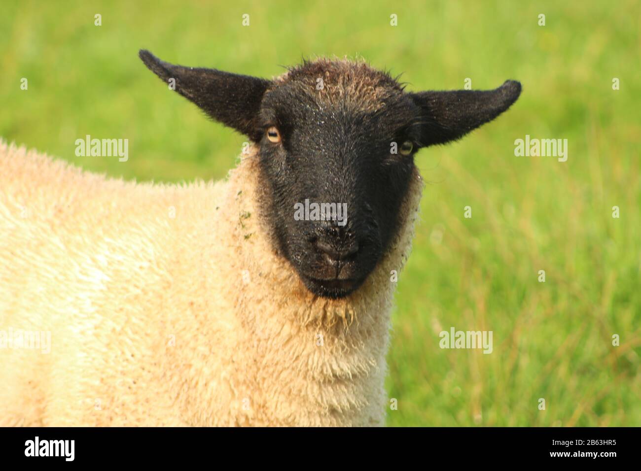 Suffolk lamb portrait Stock Photo - Alamy