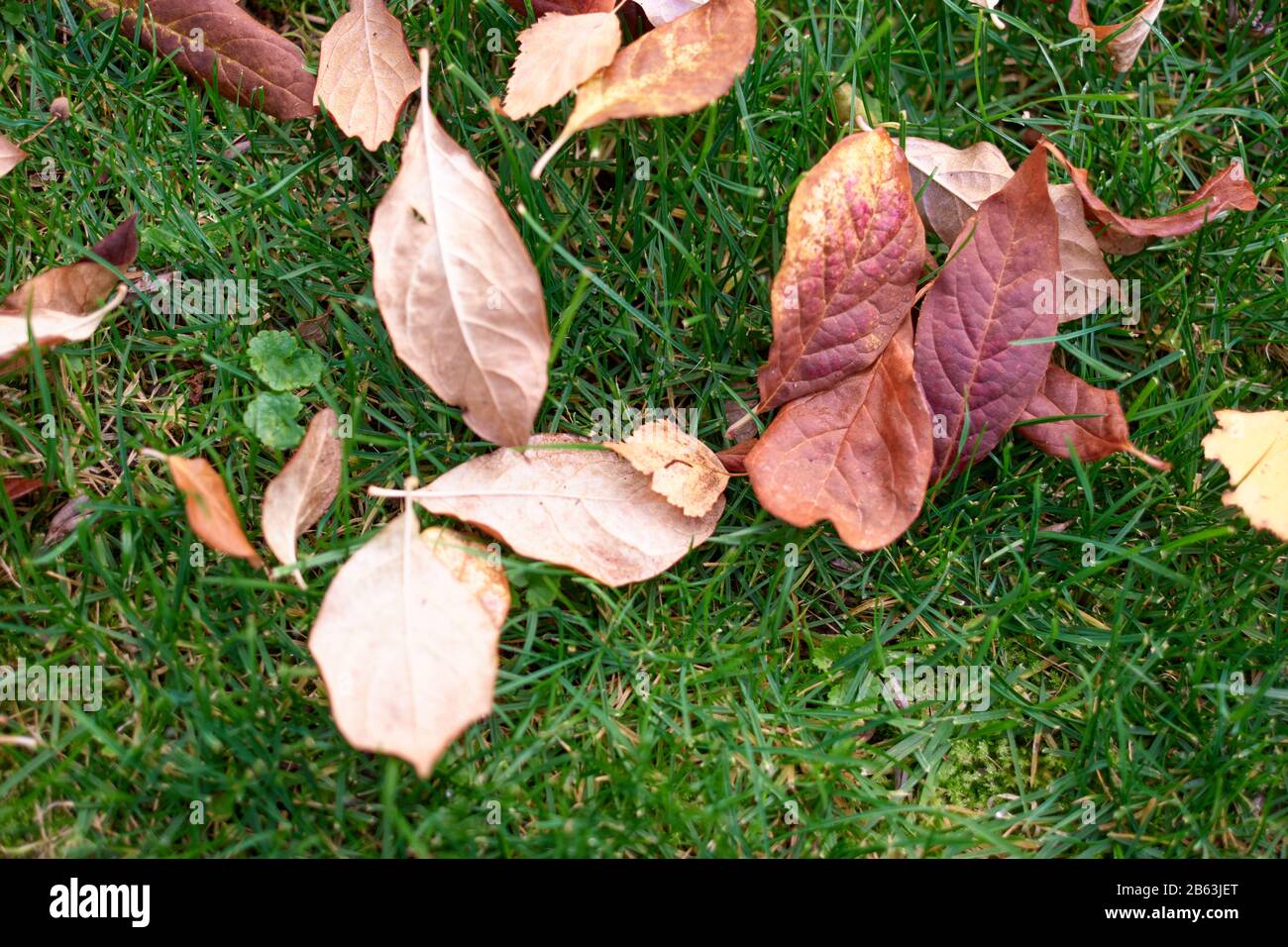 Scattered dried leaves hi-res stock photography and images - Alamy