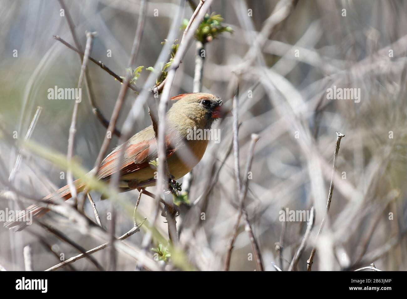 Masked cardinal hi-res stock photography and images - Alamy