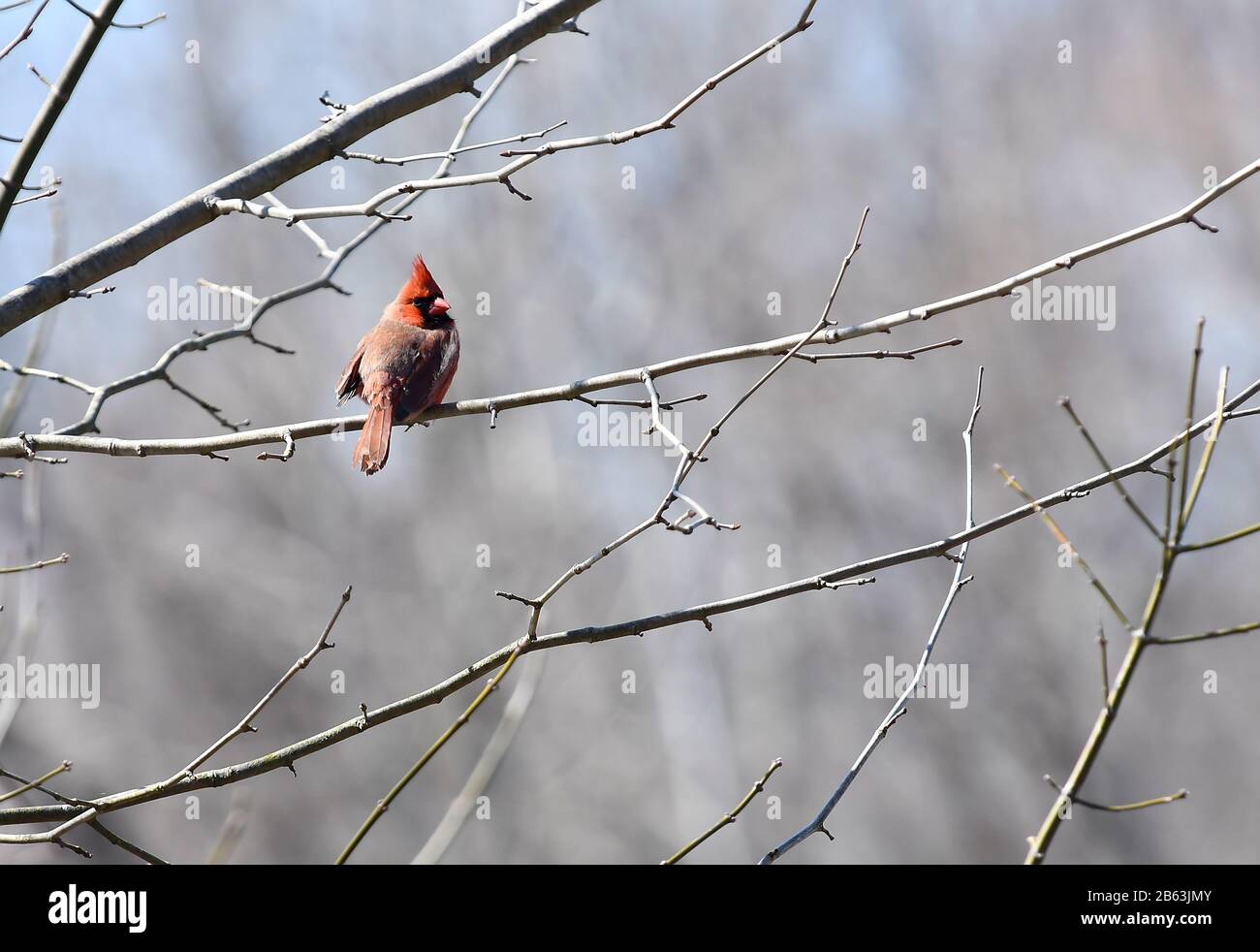 Masked cardinal hi-res stock photography and images - Alamy