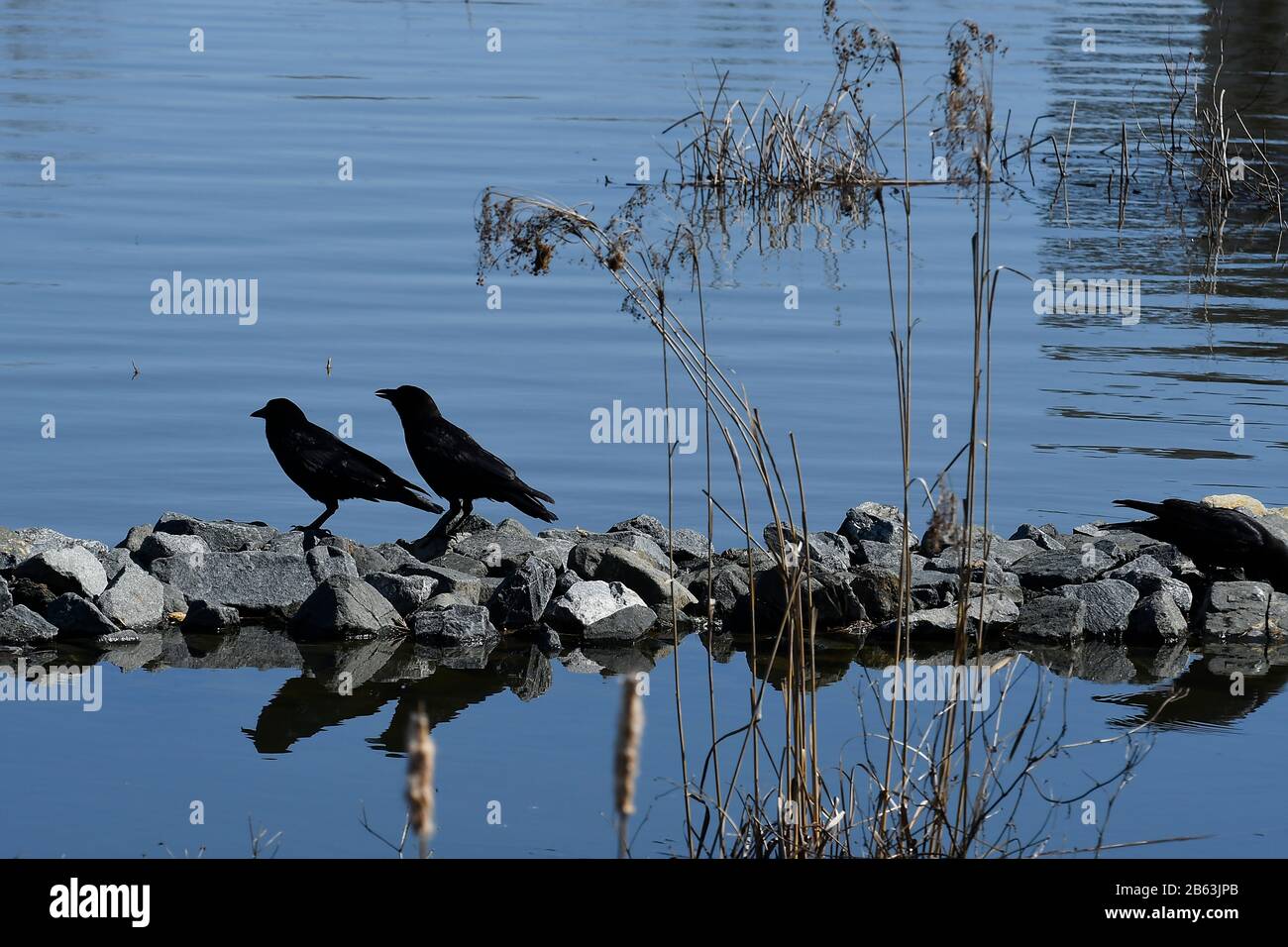 American crow crowd hi-res stock photography and images - Alamy