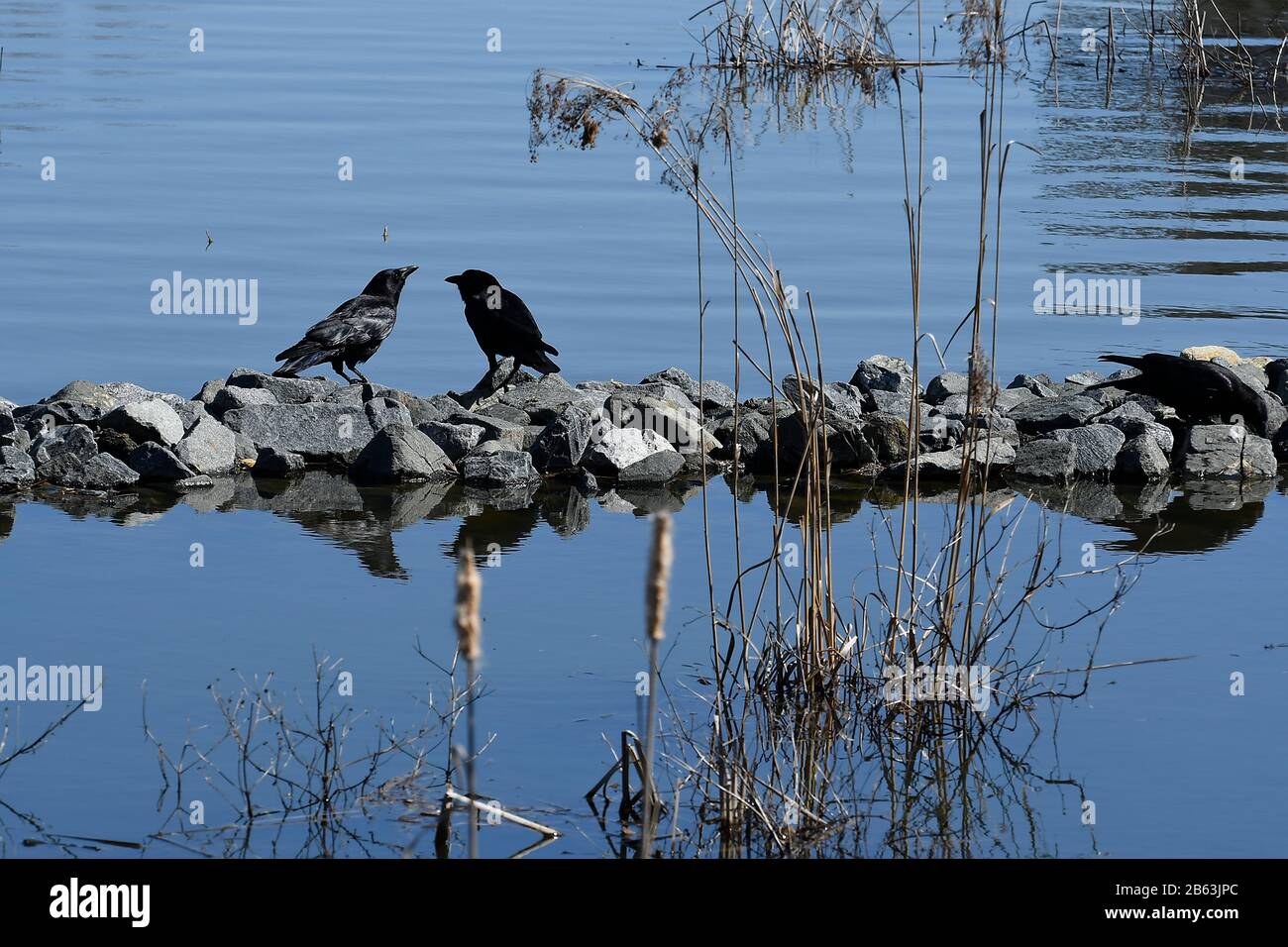 A pair of American Crow on rocks in pond with reflection Stock Photo ...