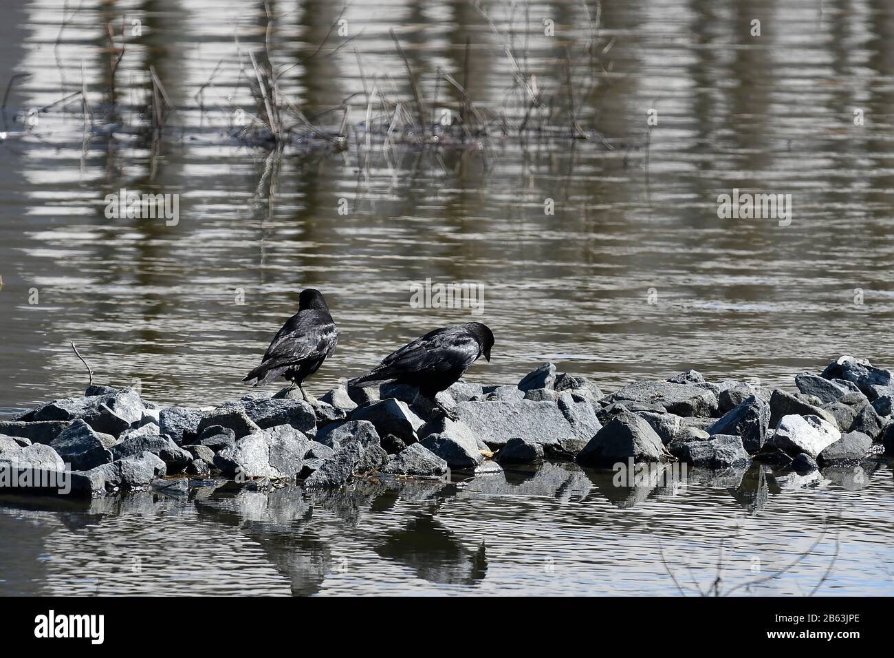 American crow crowd hi-res stock photography and images - Alamy